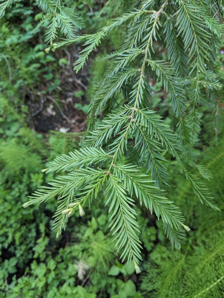 conifers from Cowen Park, 5849 15th Ave NE, Seattle, WA 98105, USA on ...