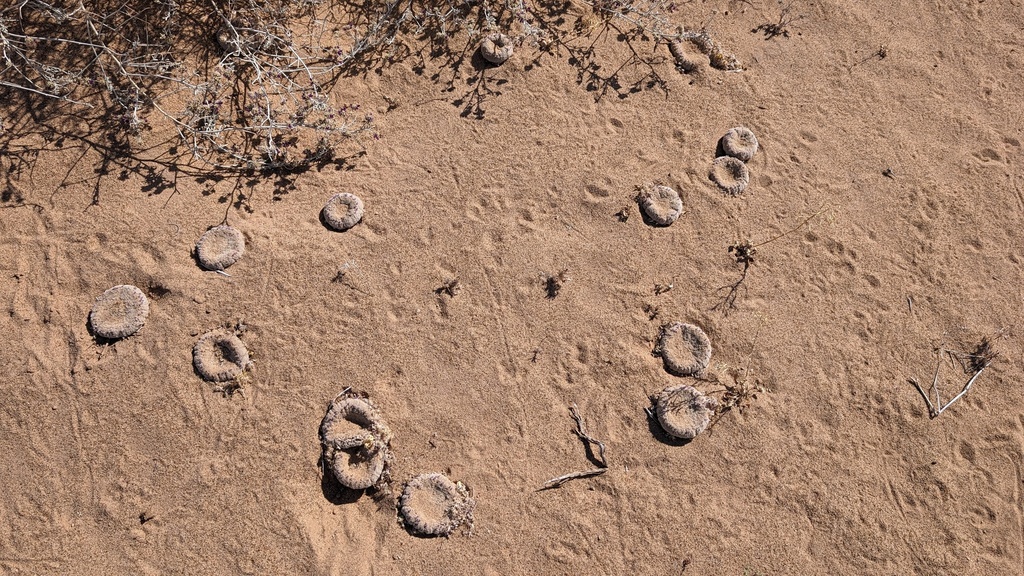 Sand Food in May 2024 by Fred Melgert / Carla Hoegen · iNaturalist