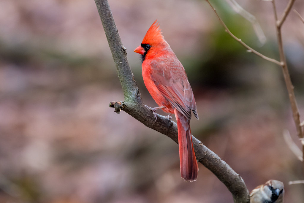 Northern Cardinal from Blendon Woods Metro Park, Columbus, OH, USA on ...