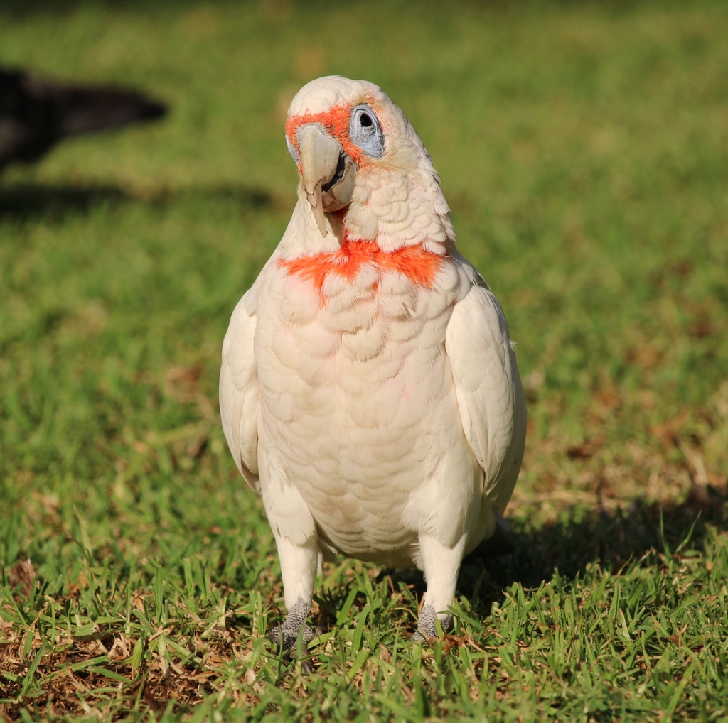 Long-billed Corella from Joondalup WA 6027, Australia on May 2, 2024 at ...