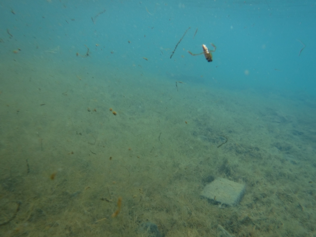 Typical Backswimmers in April 2024 by elli. Many of these little guys ...