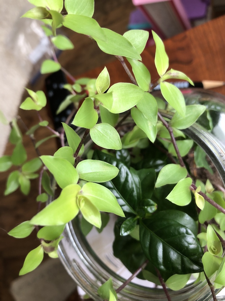 Turtle Vine from Fox River Trail, Arlington, TX, US on April 30, 2024 ...