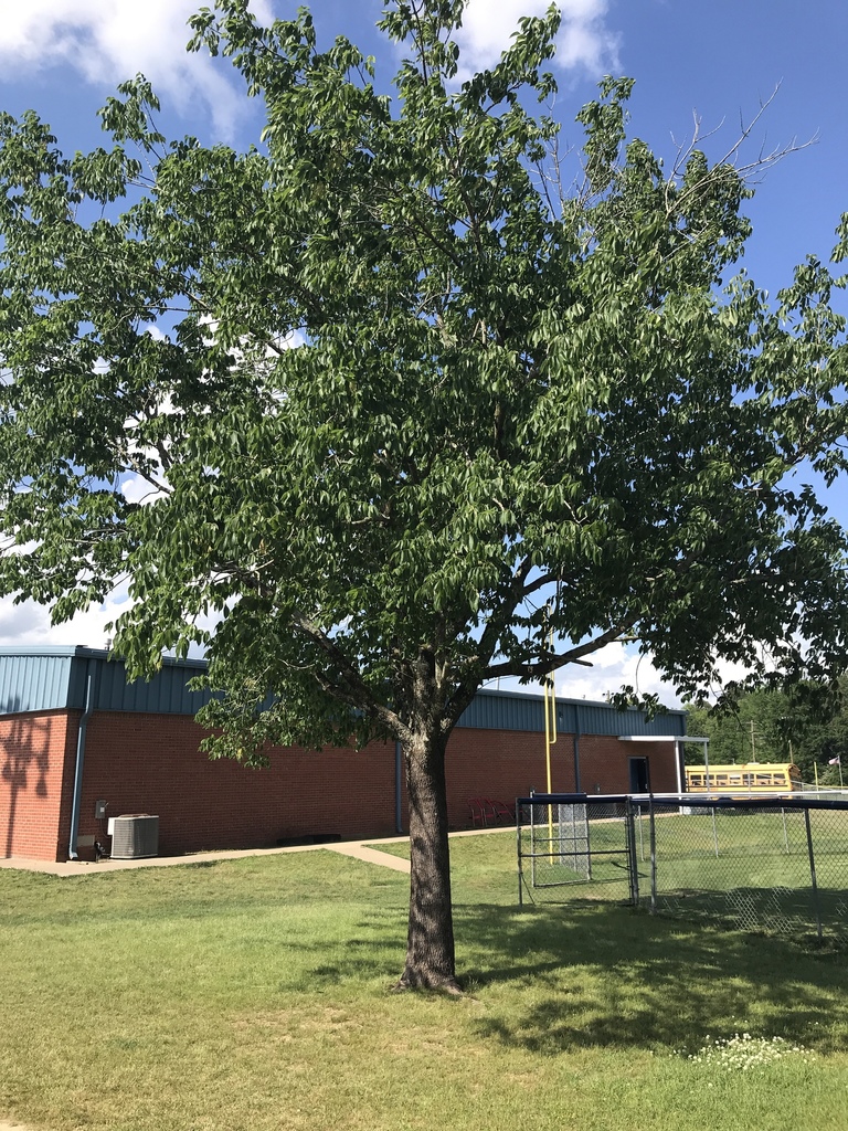 green ash from 39074, Forest, MS, US on May 1, 2019 at 04:11 PM by ...