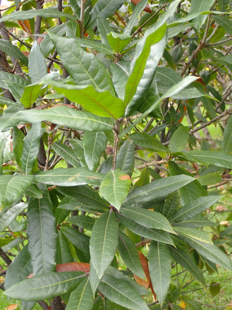 Andean oak in April 2024 by bibimoncada · iNaturalist