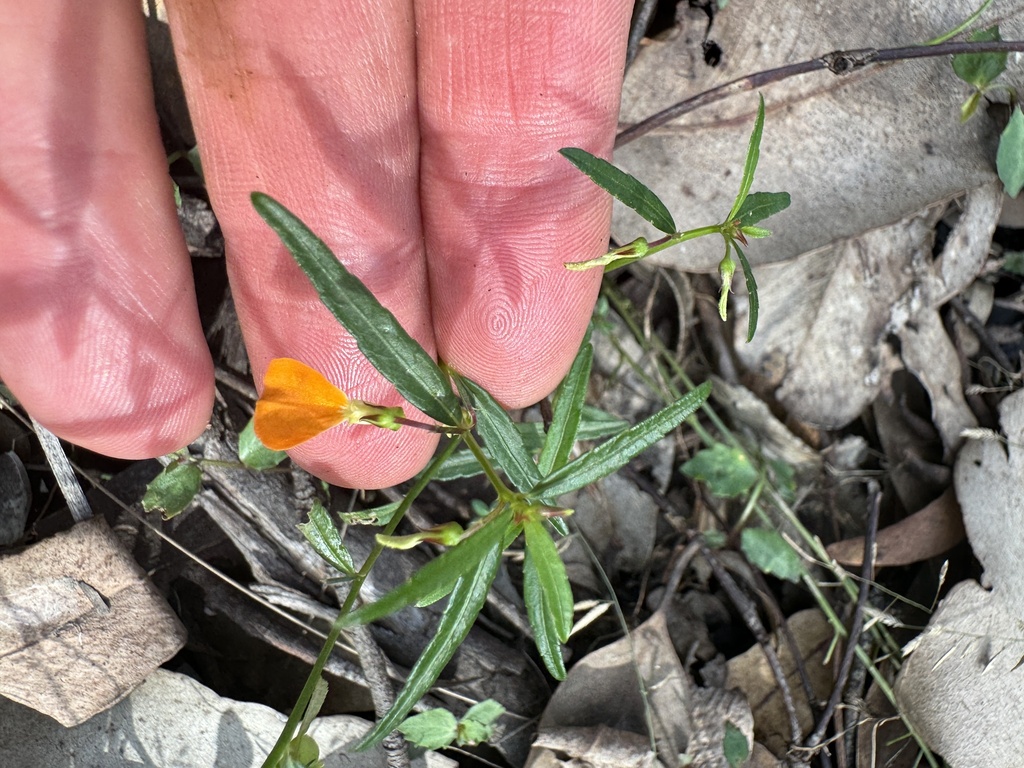 spade flower in April 2024 by cwelden_ecp · iNaturalist