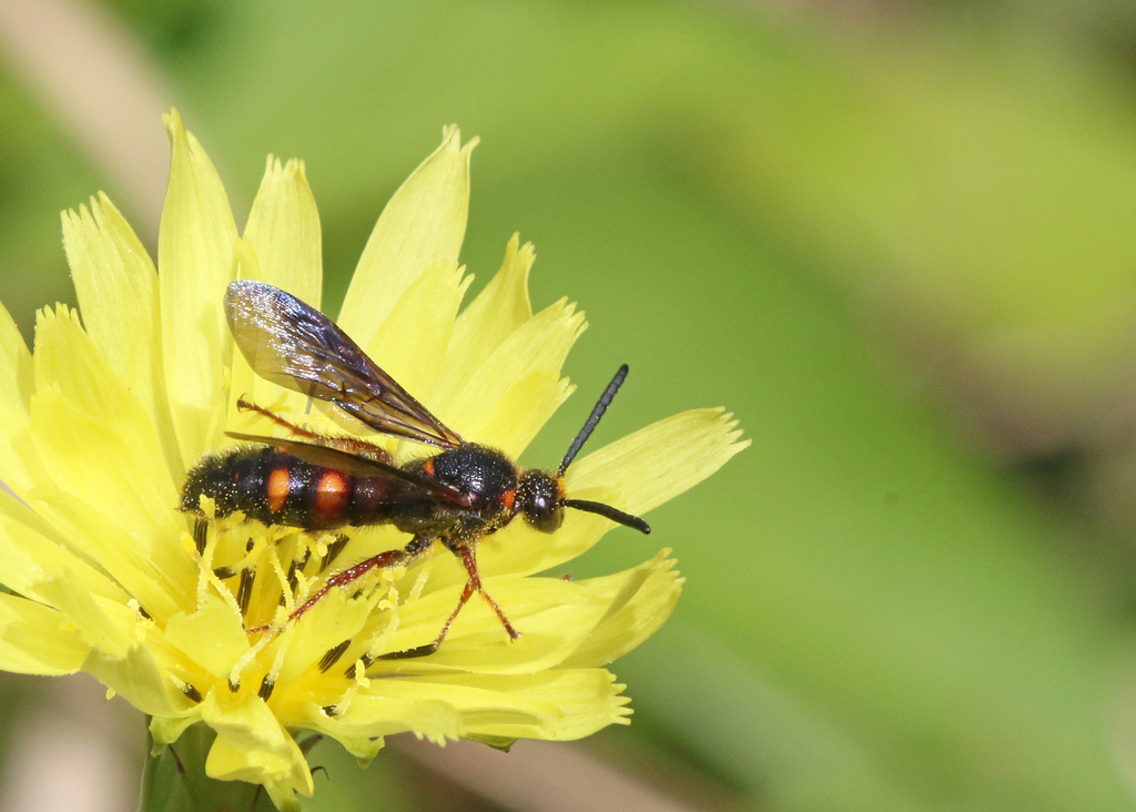 Noble Scoliid Wasp from Seminole County, FL, USA on April 23, 2024 at ...