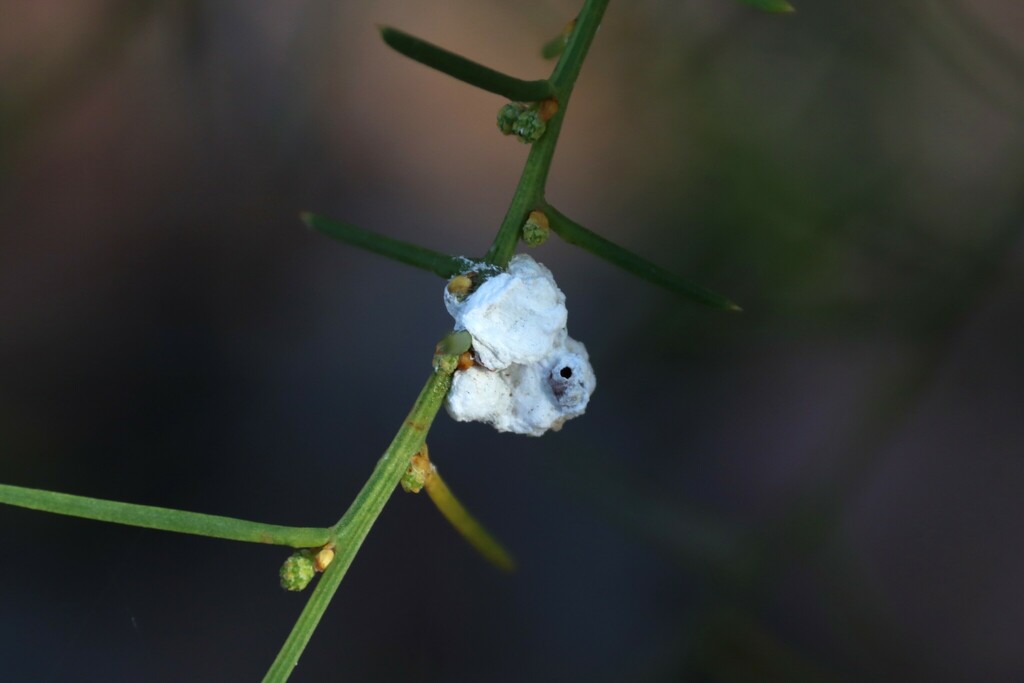 Scale Insects from Melbourne VIC, Australia on May 1, 2024 at 11:26 AM ...