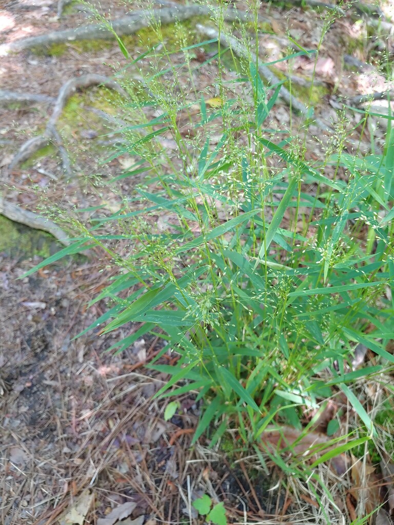 variable witchgrass from Dekalb County, GA, USA on May 1, 2024 at 10:00 ...