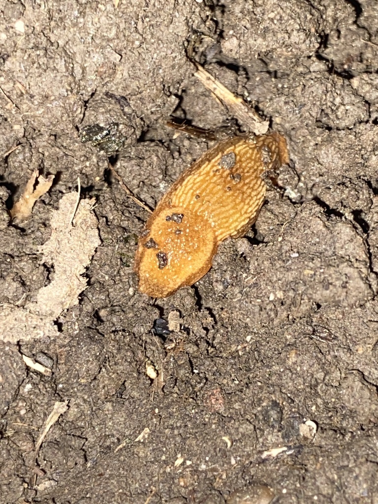 Dusky Slugs from John St, New Castle, PA, US on May 1, 2024 at 09:02 PM ...