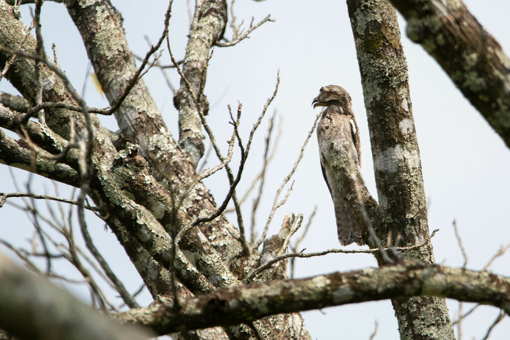 Northern Potoo from Ostuacán, Chis., México on March 2, 2024 at 03:46 ...