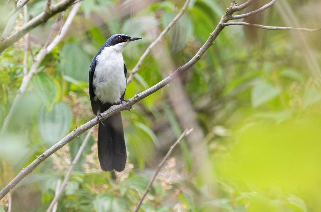 Blue-and-white Mockingbird from Tapalapa, Chis., México on April 3 ...