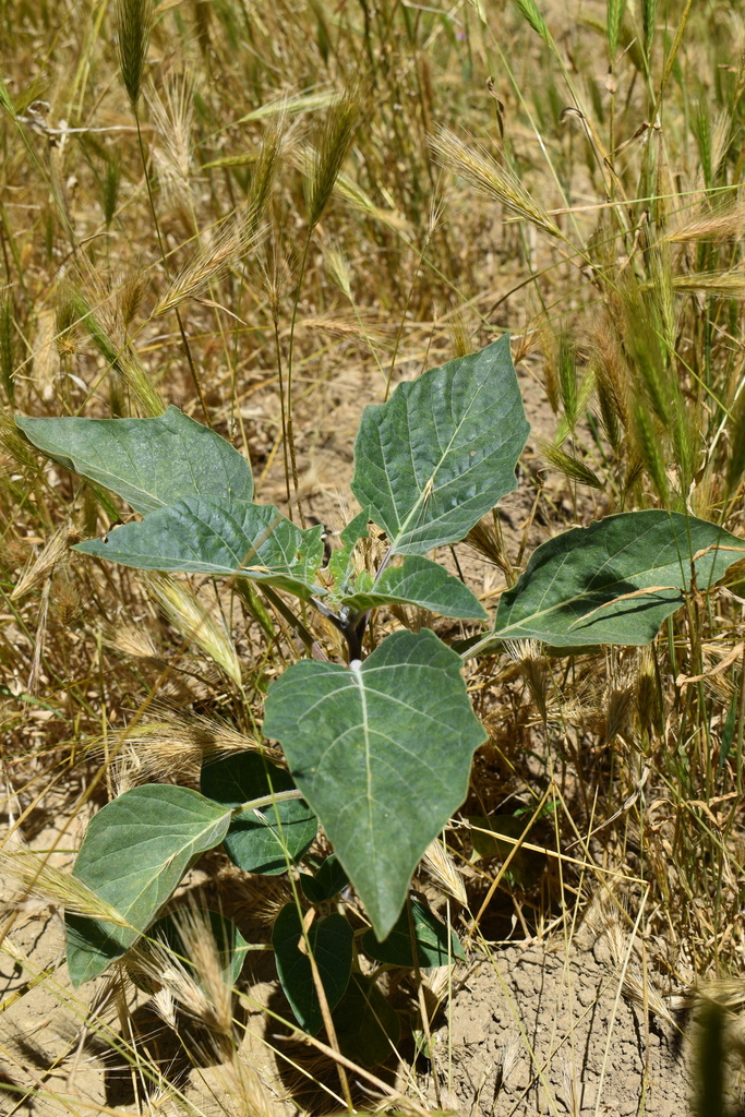 Sacred Datura from Tarzana, Los Angeles, CA, USA on April 27, 2024 at ...