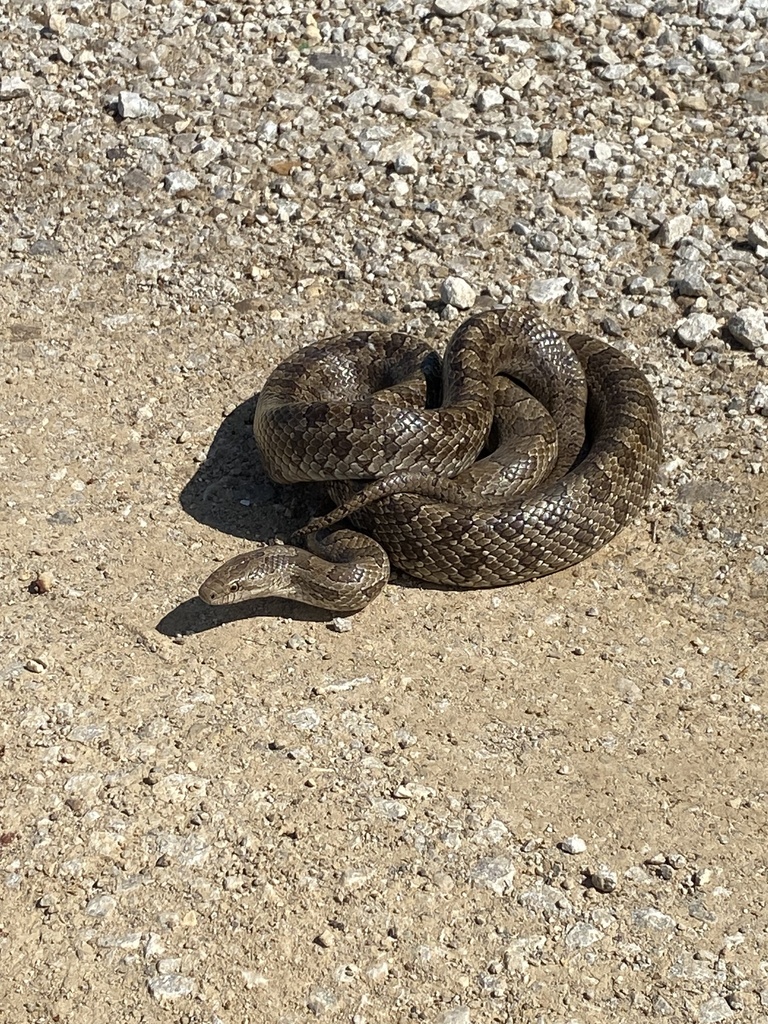 Prairie Kingsnake from W Central Rd, Liberal, MO, US on May 1, 2024 at ...