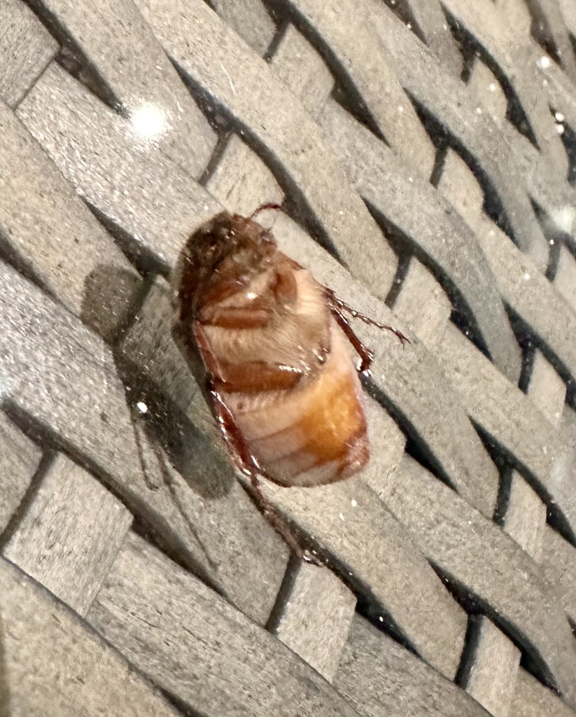 Mayate de Mayo desde Avenida Licenciado Luis Manuel Rojas, Naucalpan ...