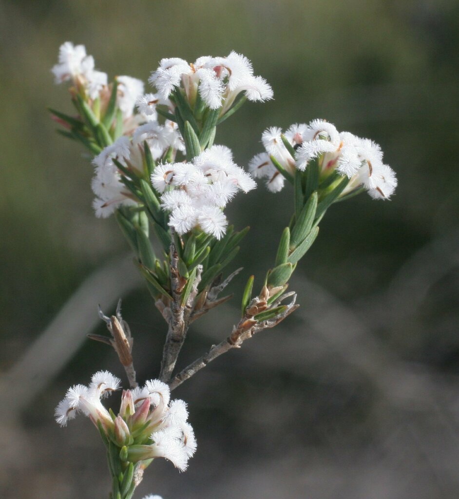 Leucopogon oldfieldii from Eneabba WA 6518, Australia on August 19 ...