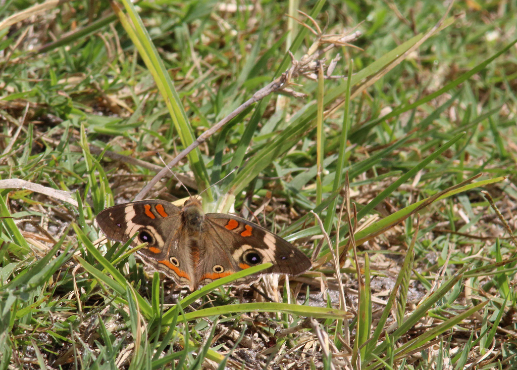 Common Buckeye from Indian Mound Village, Florida, United States on ...