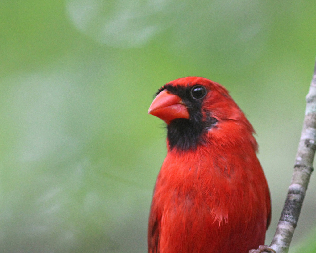 Northern Cardinal from Edgewood, Florida, United States on April 21 ...