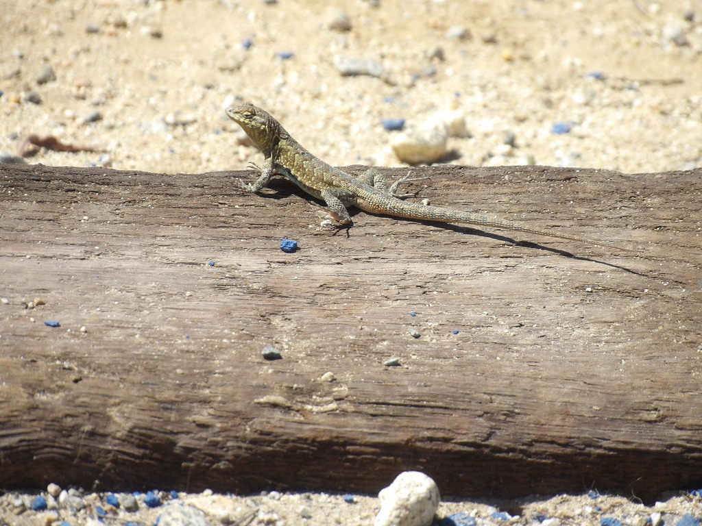 Common Side-blotched Lizard from Live Oak Canyon, Redlands, CA, USA on ...