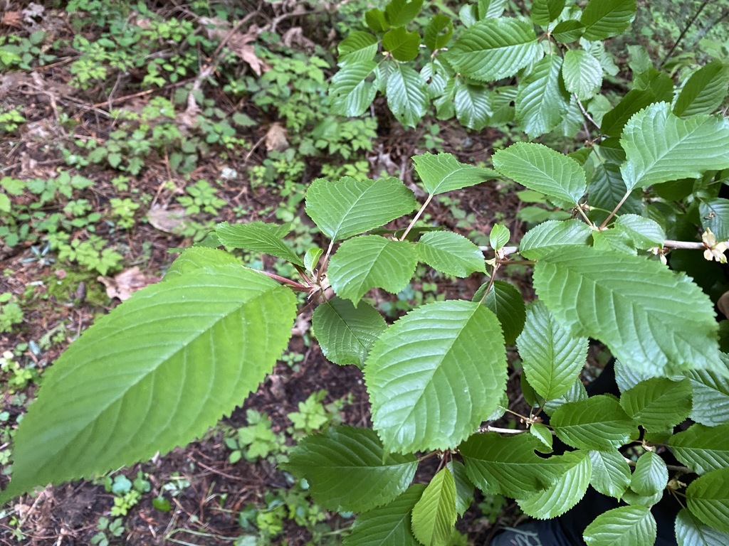 Cascara in April 2024 by pdunwiddie · iNaturalist