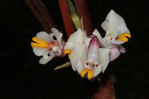 Curcuma peramoena · NaturaLista Colombia