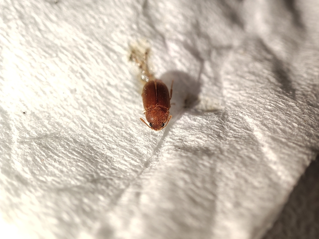 Typhaea from Beijing, Beijing, CN on October 12, 2022 at 09:38 PM by ...