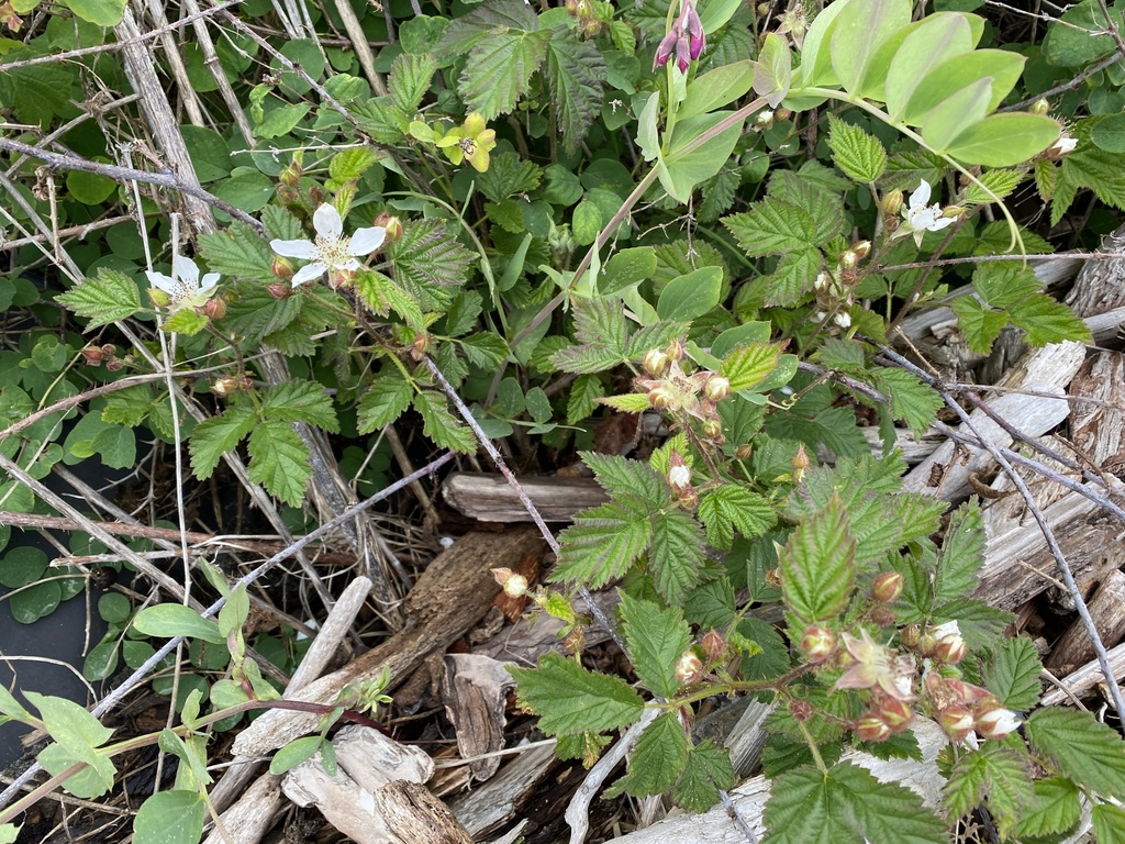 trailing blackberry in April 2024 by pdunwiddie · iNaturalist