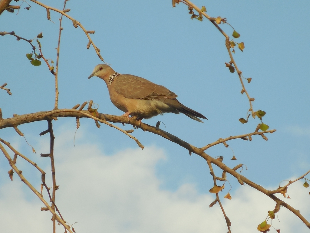Spotted Dove from Beijing, Beijing, CN on June 5, 2023 at 06:27 PM by ...