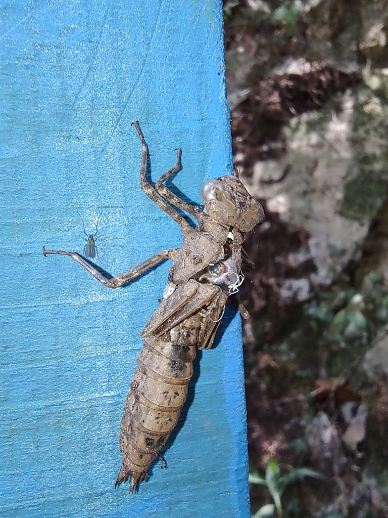 Spotted Darners from San Cristóbal de Las Casas, Chis., México on April ...