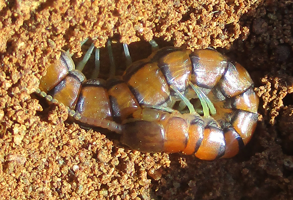 Red-headed Centipede from Serowe on April 29, 2024 by Botswanabugs ...