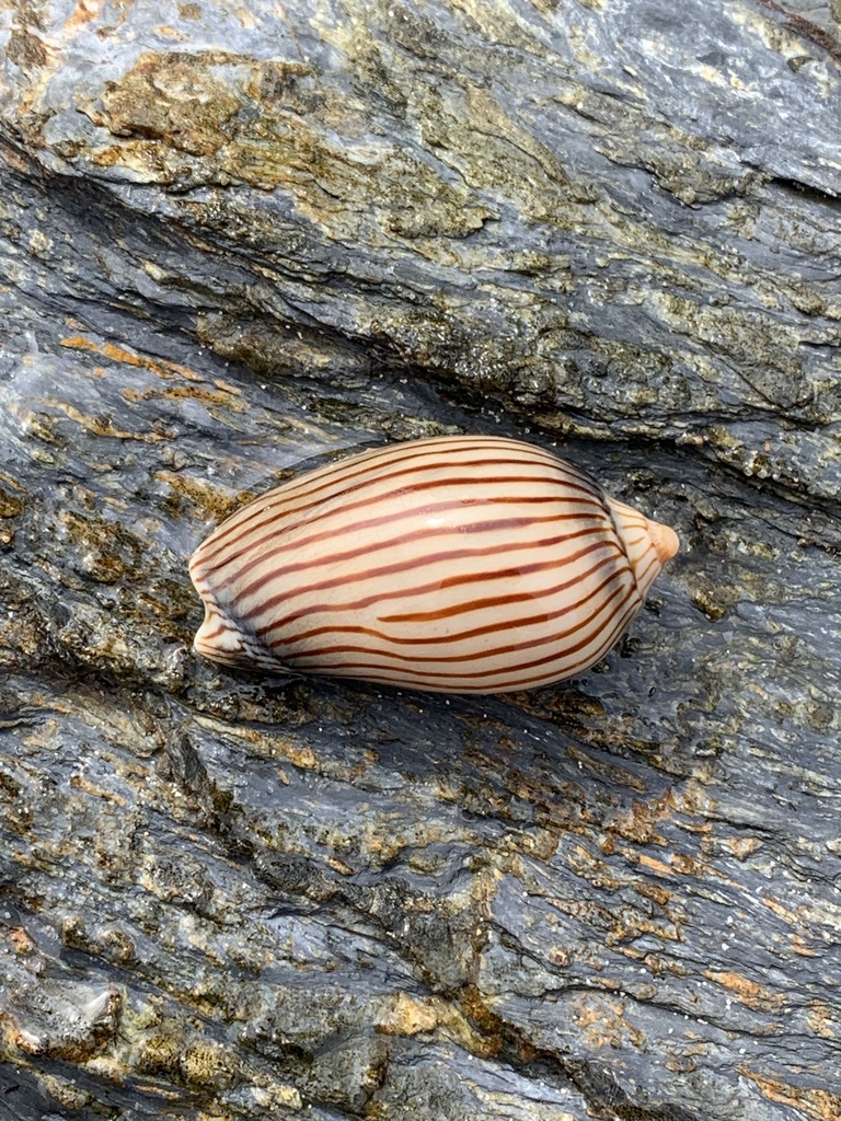 Zebra Volute from Bongil Bongil National Park, Bundagen, NSW, AU on May ...