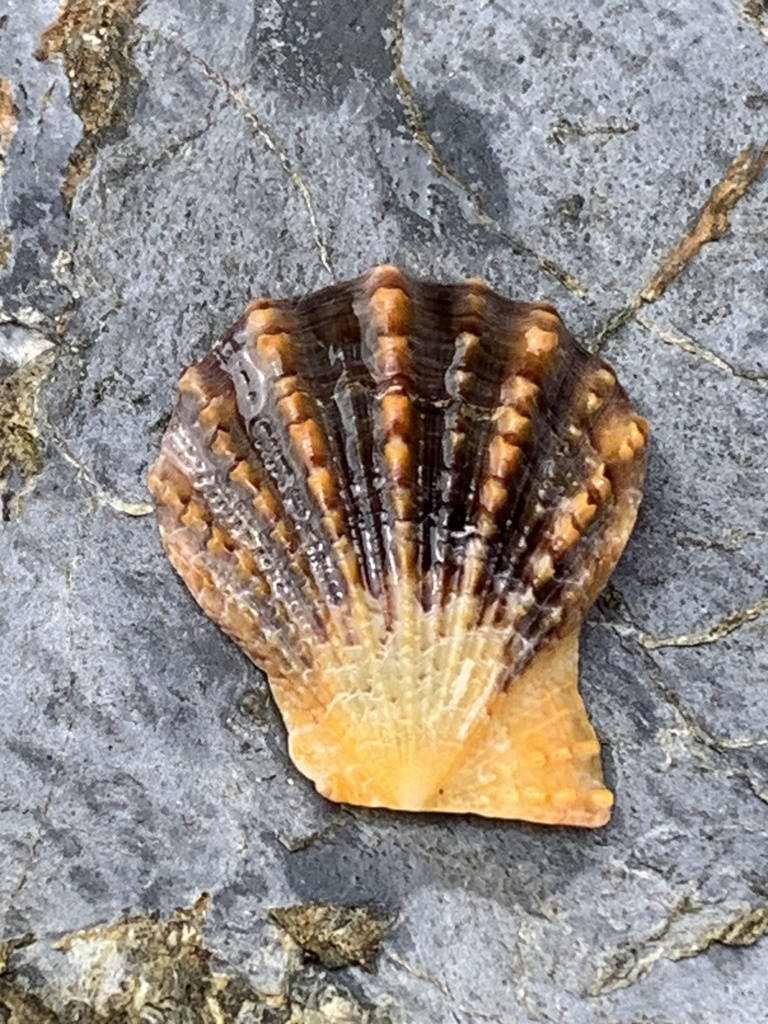 Livid Fan Scallop from Bongil Bongil National Park, Bundagen, NSW, AU ...