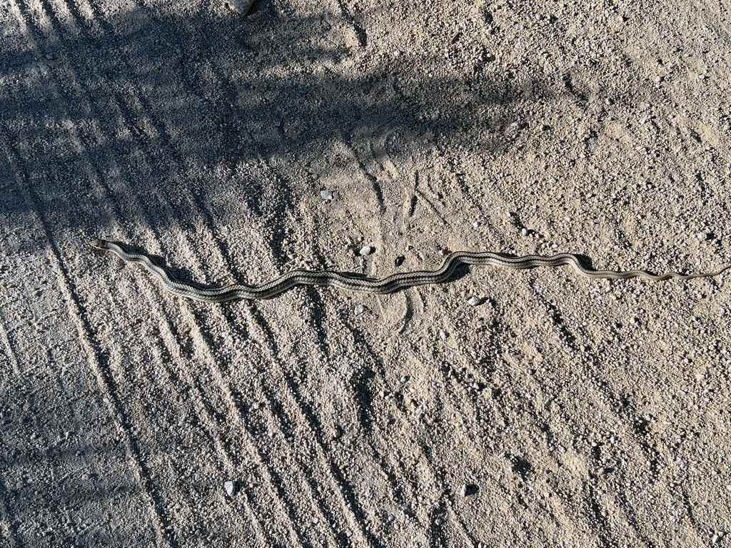 Western Patch-nosed Snake from Granite Mountains, Mojave National ...