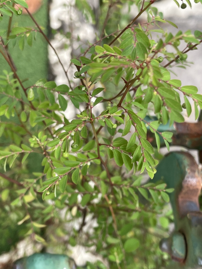 Mascarene Island leaf-flower in May 2024 by Pintsen JIN · iNaturalist