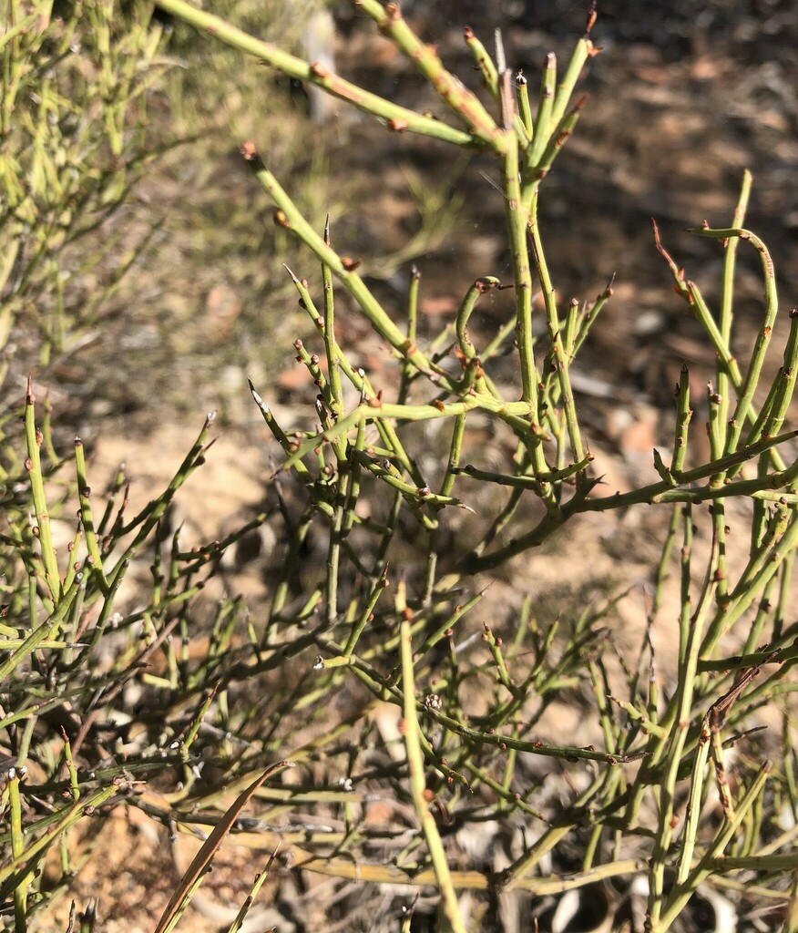 spiny wattle from Ngarkat SA 5302, Australia on May 2, 2024 at 10:55 AM ...