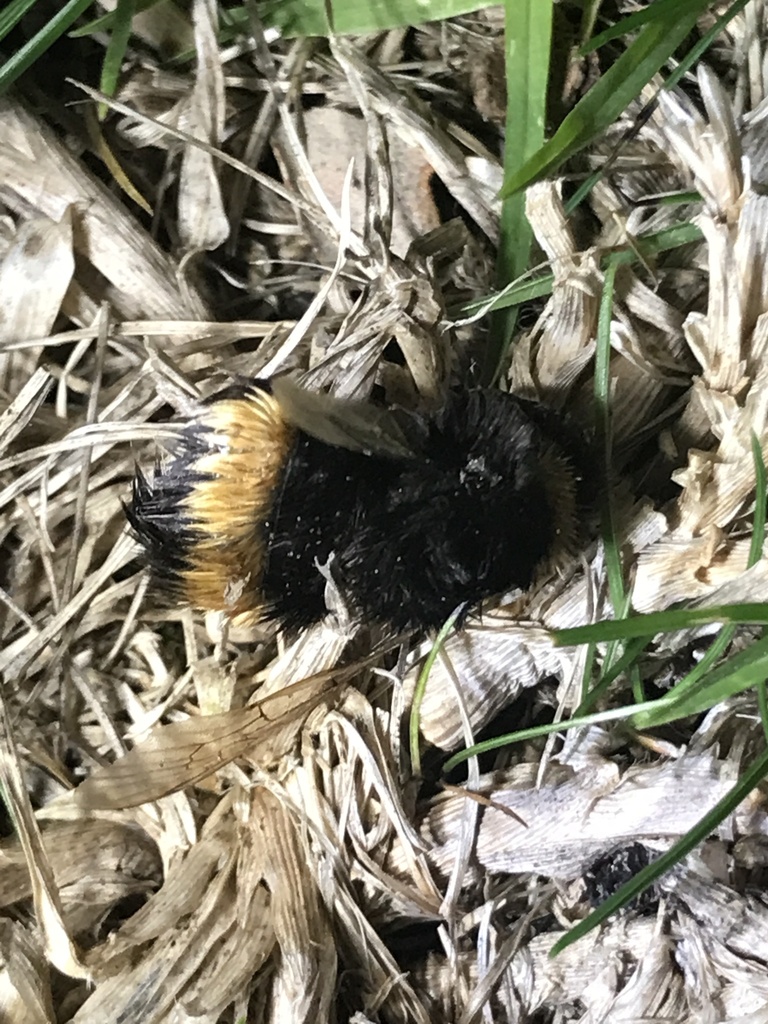 Buff-tailed Bumble Bee from North Island / Te Ika-a-Māui, Wellington ...