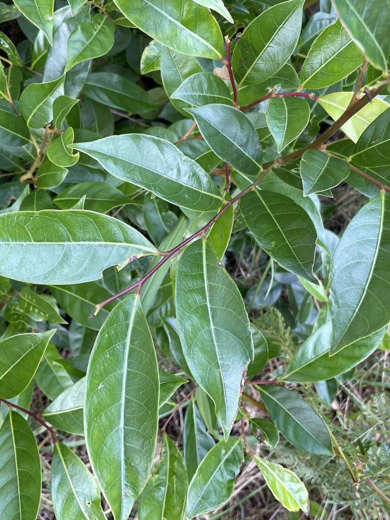 Cheese Tree from Awabakal Nature Reserve, Dudley, NSW, AU on May 2 ...