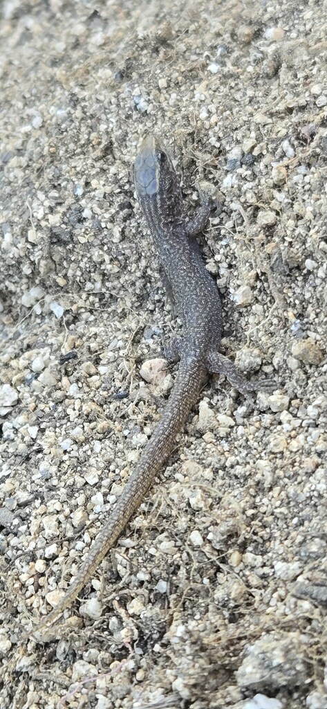 Desert Night Lizard in May 2024 by Kristin C. Sabo · iNaturalist
