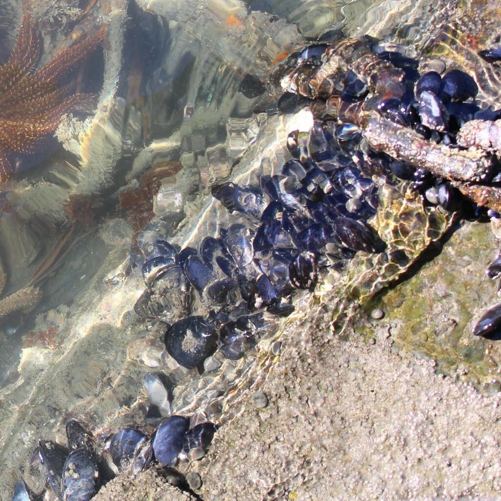 Tasmanian Blue Mussel from Te Aro, Wellington 6011, New Zealand on ...