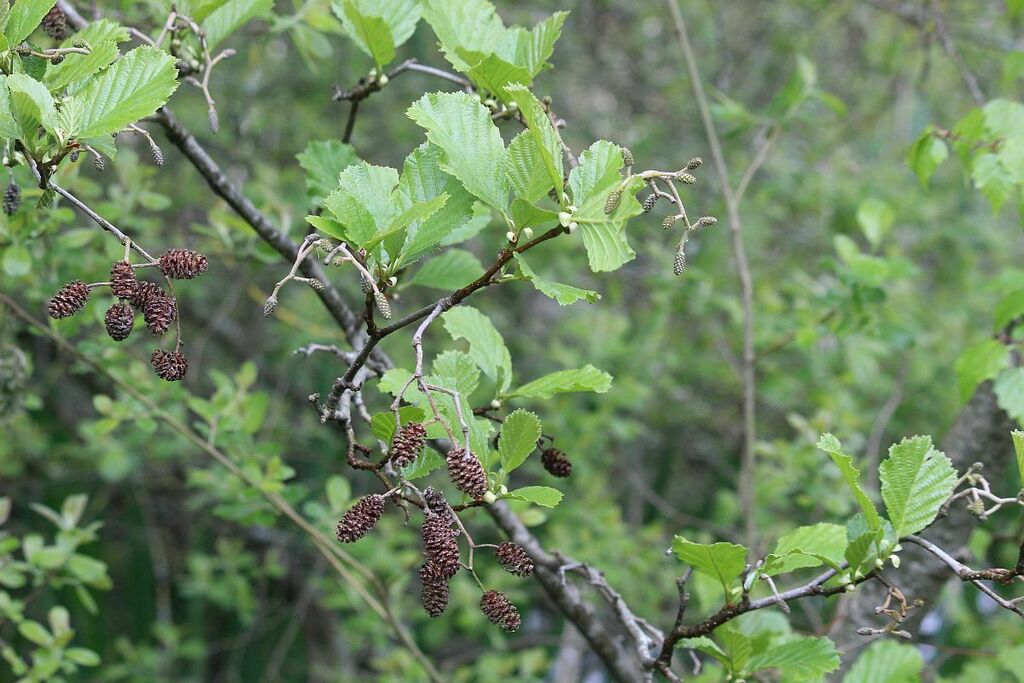 common alder from Dudley, UK on April 27, 2024 at 02:35 PM by Andrew ...