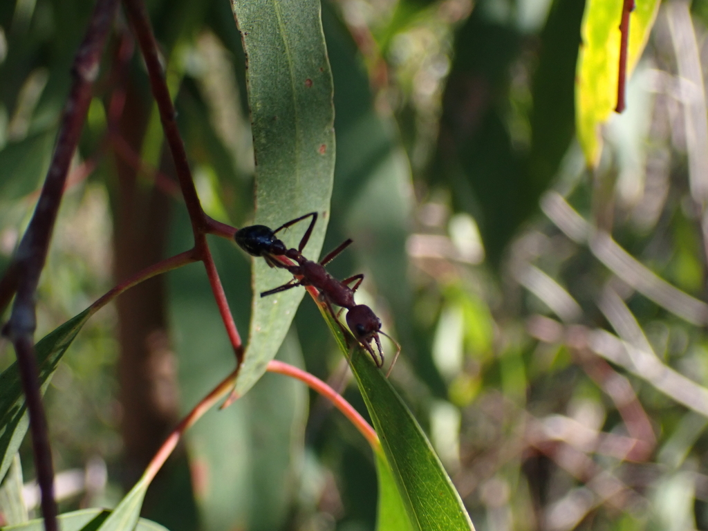 Australian Red Bull Ant from Frankston Nature Conservation Reserve ...