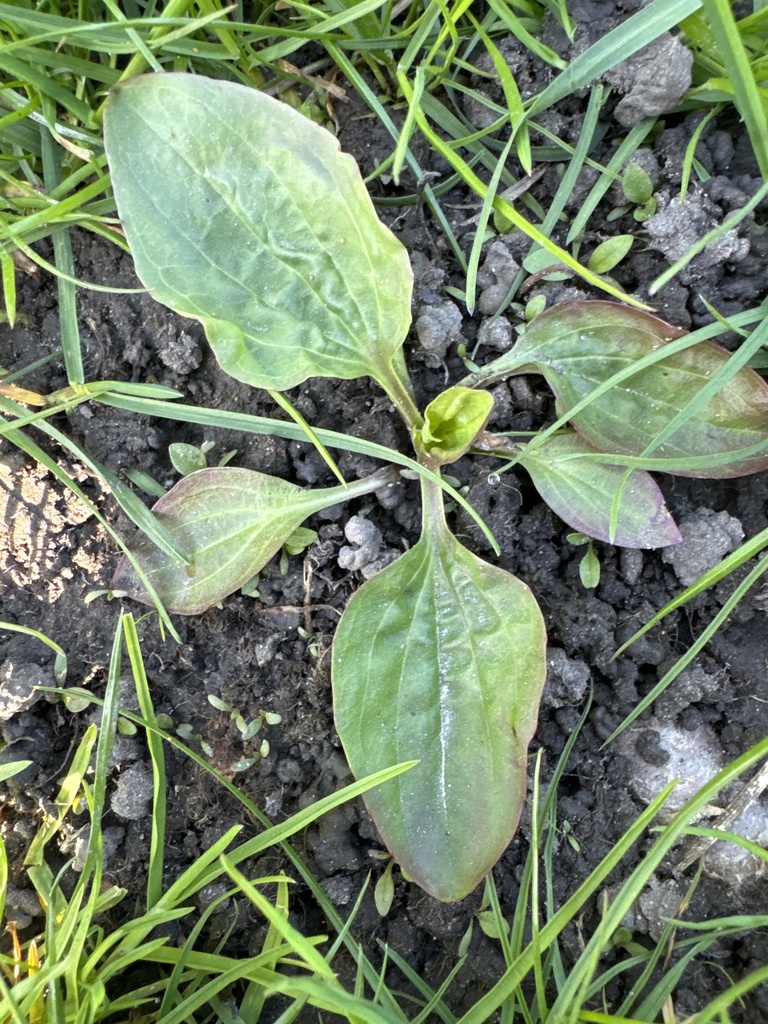 greater plantain from Fredens Park, København Ø, Region Hovedstaden, DK ...
