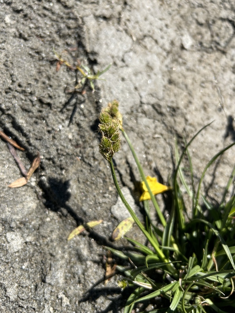true sedges from Sand to Snow National Monument, Whitewater, CA, US on ...