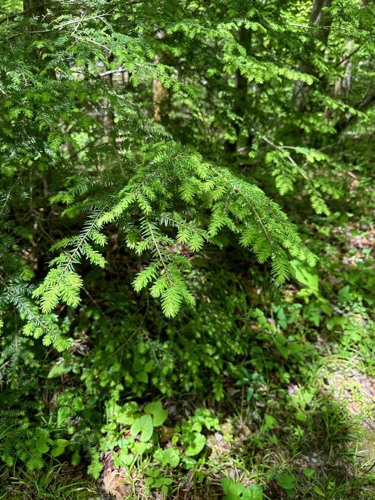 eastern hemlock from Sevier County, TN, USA on May 1, 2024 at 12:50 PM ...