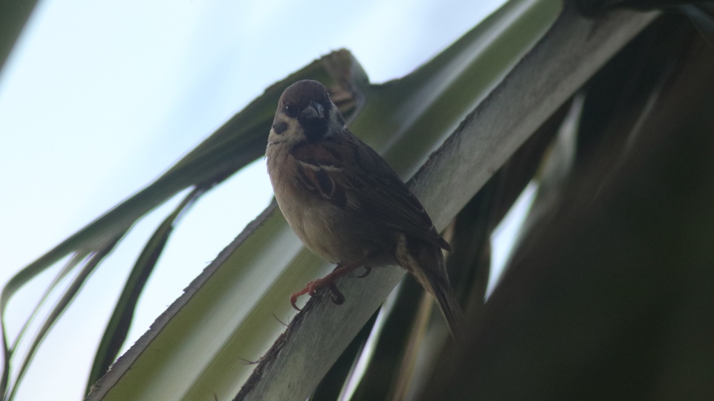 Eurasian Tree Sparrow from Luzon, Dingalan, Aurora, PH on April 6, 2024 ...