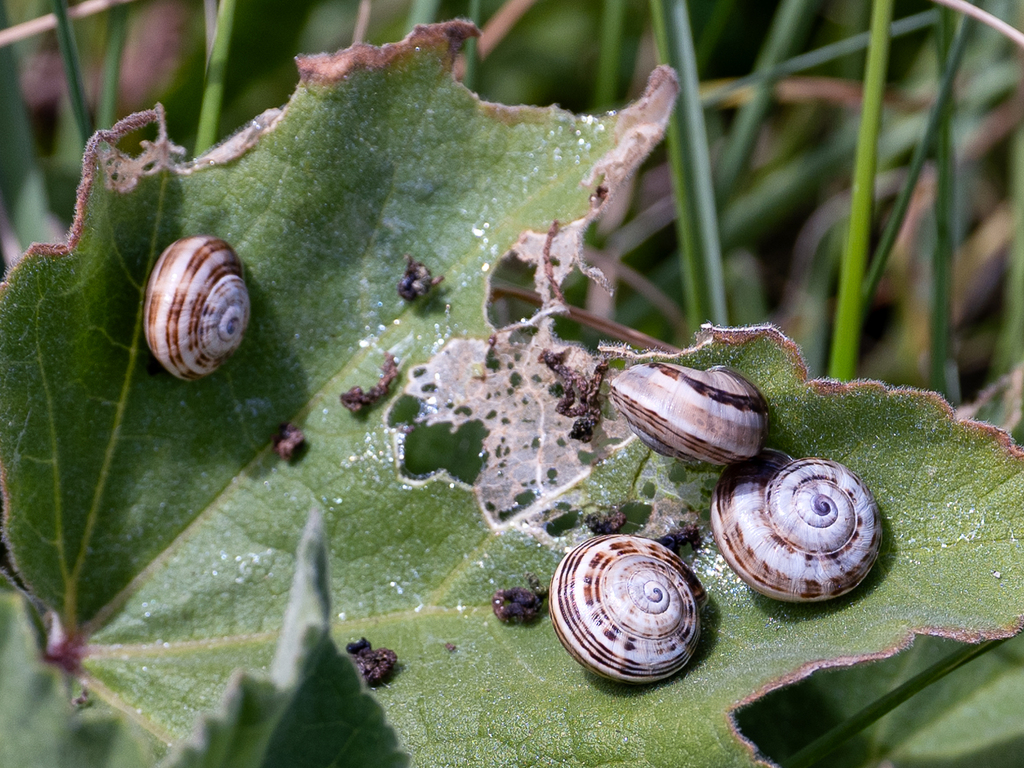 White Italian Snail from Pleumeur-Bodou, France on April 22, 2024 at 02 ...