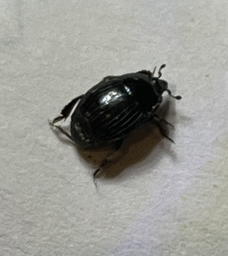 Photo 376293368, no rights reserved, uploaded by Ross Mounce · iNaturalist
