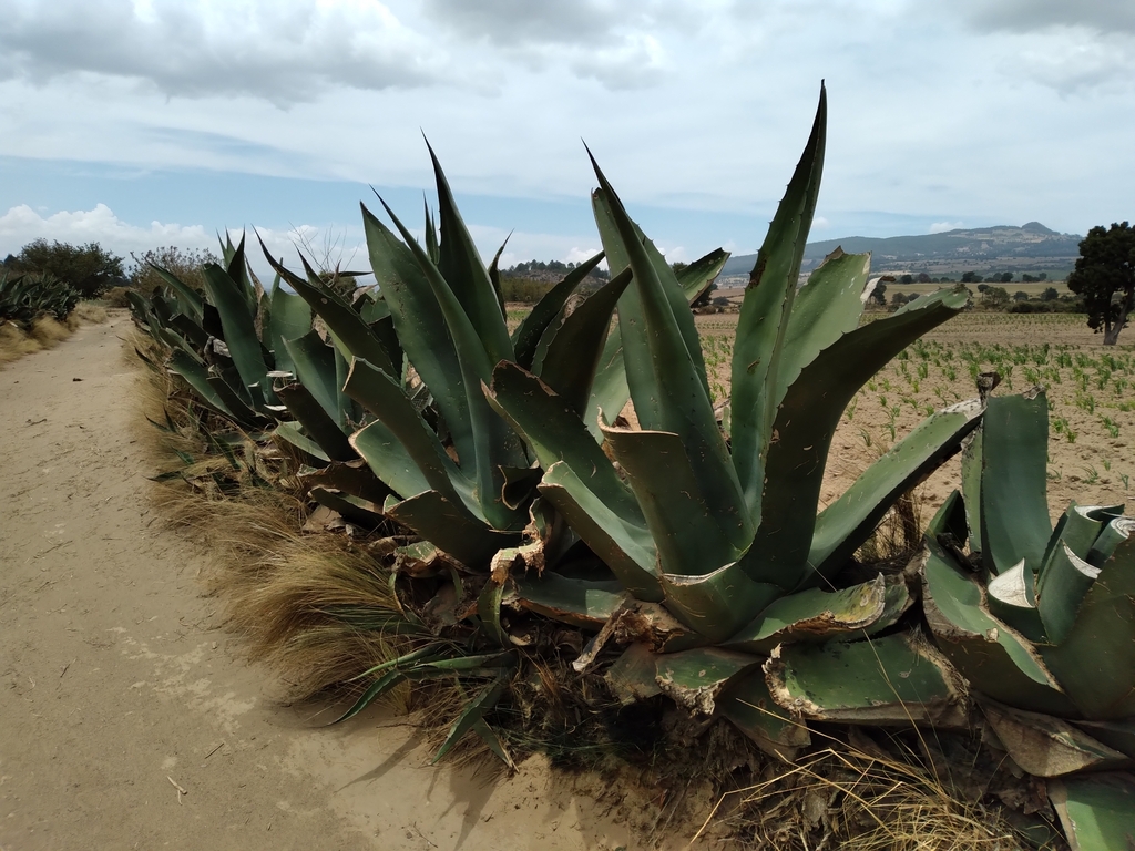 Pulque agave from 91266 Ver., México on June 12, 2022 at 02:19 PM by ...