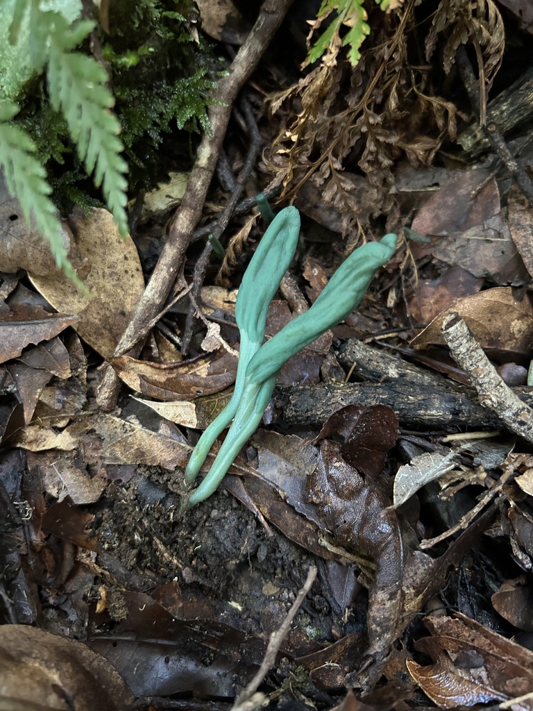 Green Earthtongue from Ellis State Forest, Marengo, NSW, AU on April 9 ...