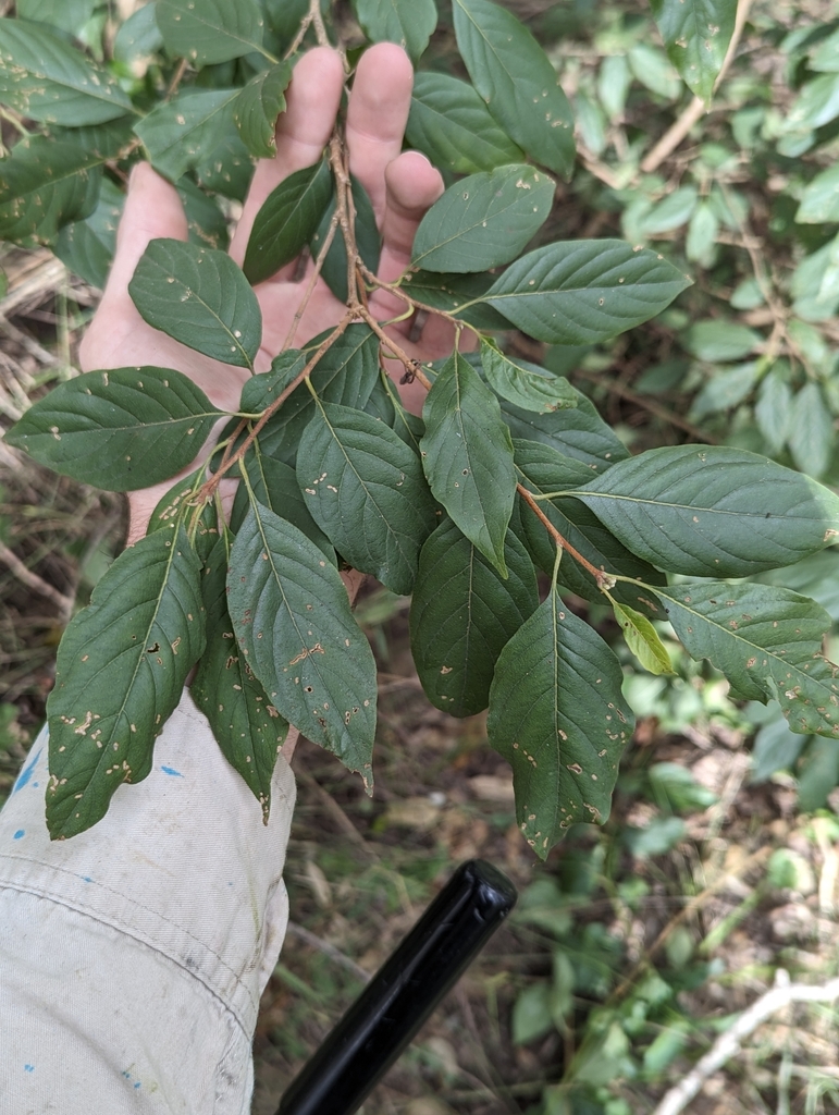 Turraea pubescens in May 2024 by James Hatchett · iNaturalist