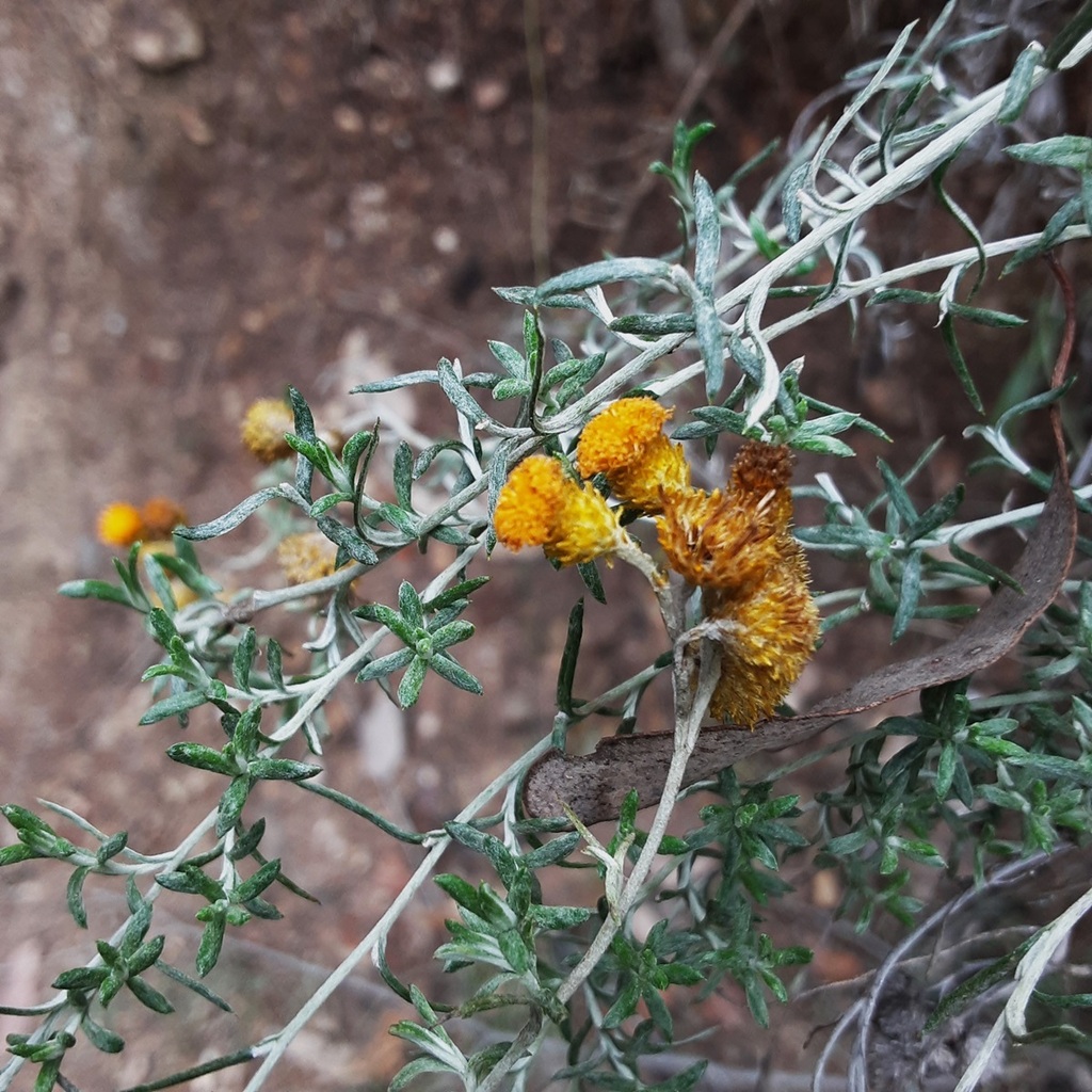 clustered everlasting from Rockley Mount NSW 2795, Australia on May 1 ...
